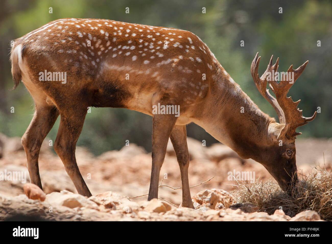 Male Mesopotamian Fallow deer (Dama mesopotamica) Photographed in ...