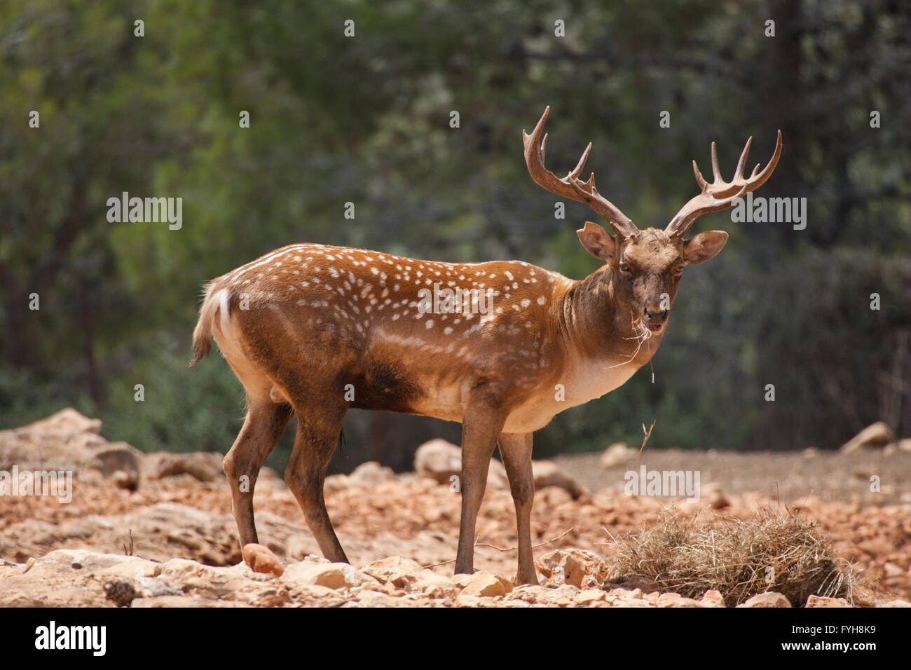 Male Mesopotamian Fallow deer (Dama mesopotamica) Photographed in ...
