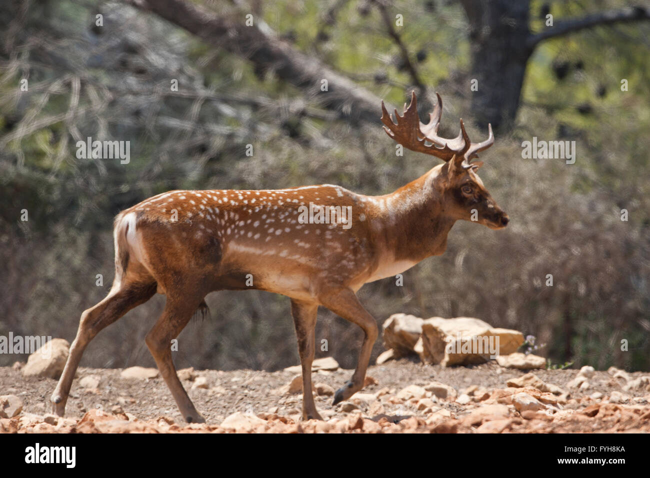 Male Mesopotamian Fallow deer (Dama mesopotamica) Photographed in ...