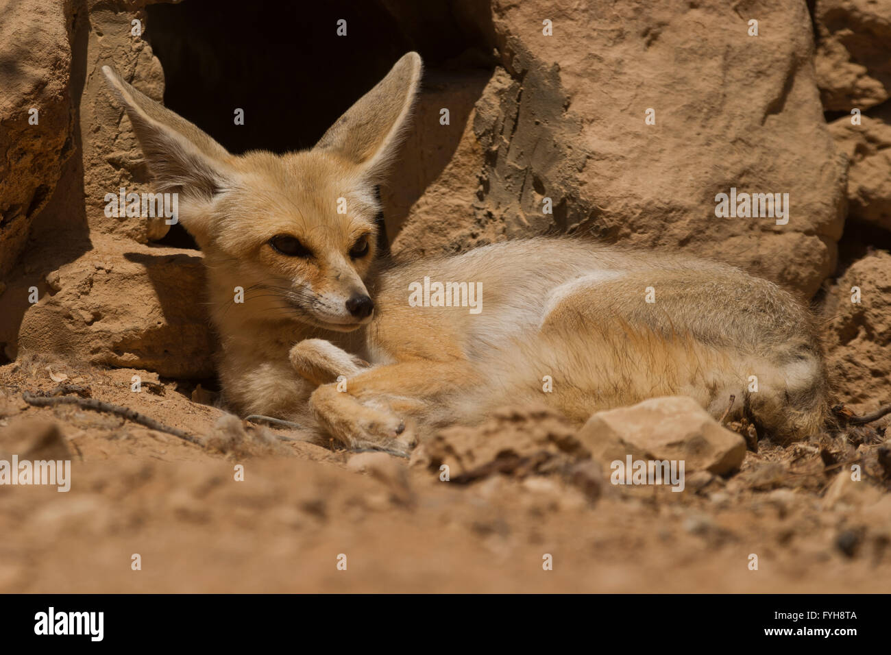 Fennec fox close up hi-res stock photography and images - Alamy