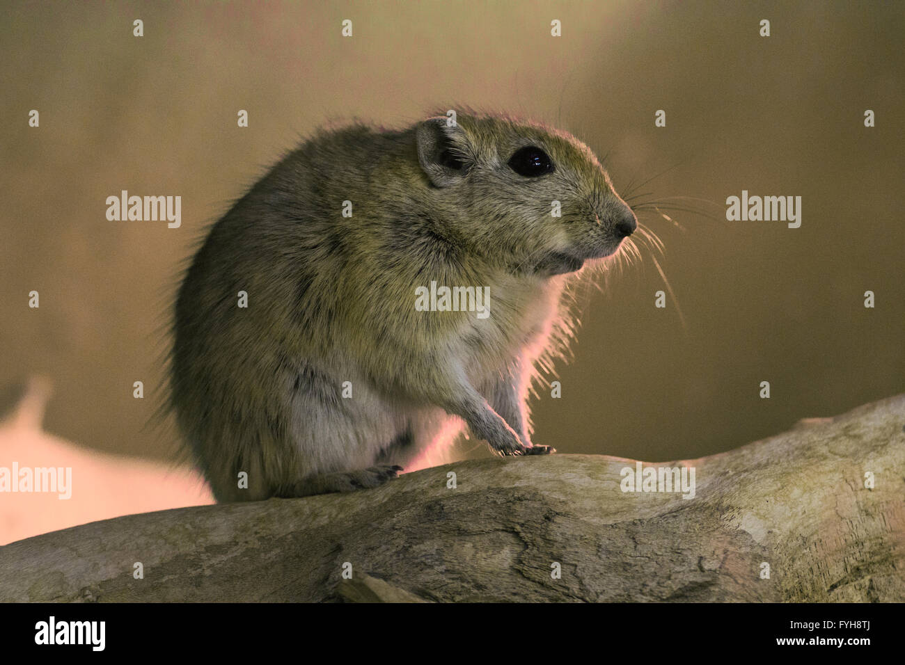 Fat rat hi-res stock photography and images - Alamy