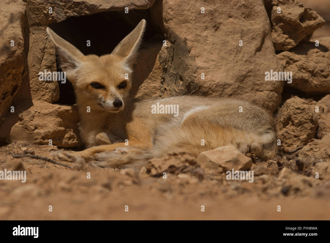 Fennec fox, (Vulpes zerda), Sinai Desert, Egypt Stock Photo - Alamy