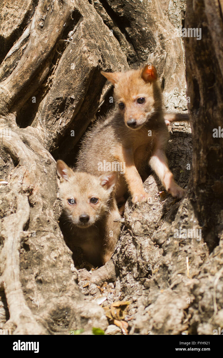 Jackal cub hi-res stock photography and images - Alamy