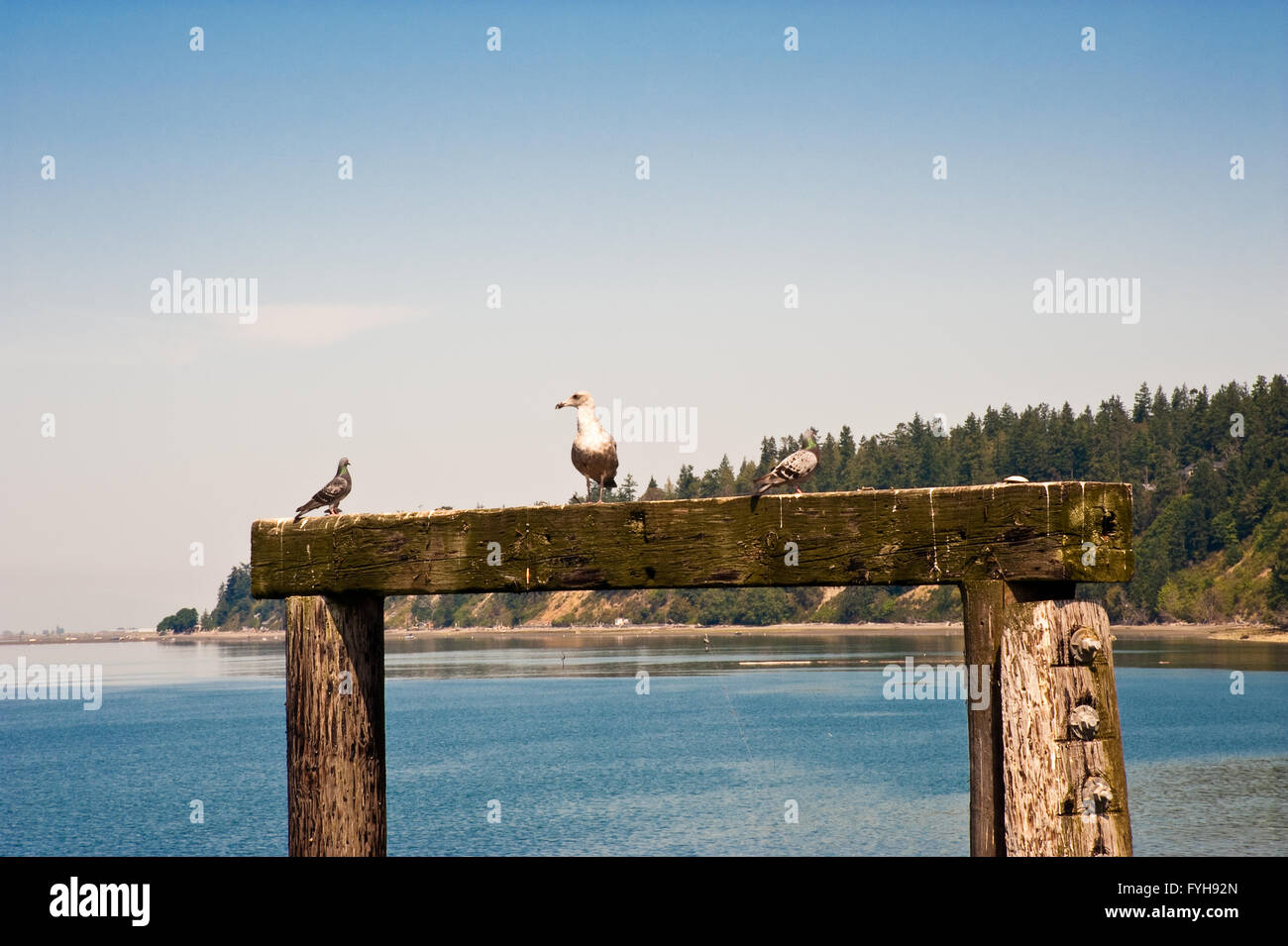 Kayak Point, WA Stock Photo - Alamy