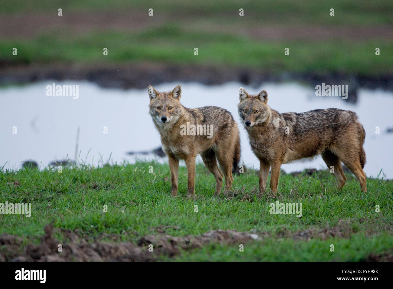 Golden Jackal (Canis aureus), also called the Asiatic, Oriental or ...