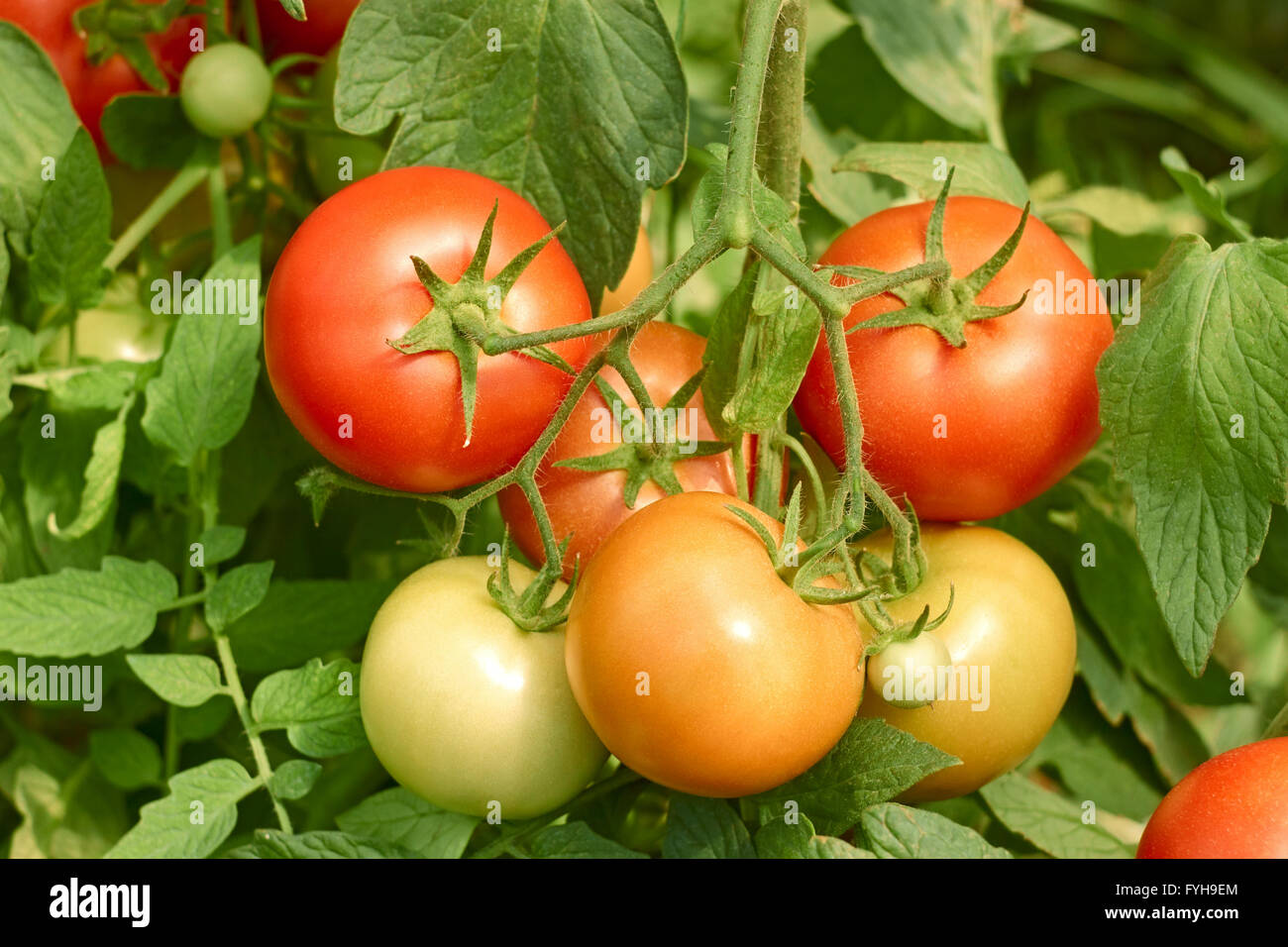 Tomatoes bunch close up Stock Photo - Alamy