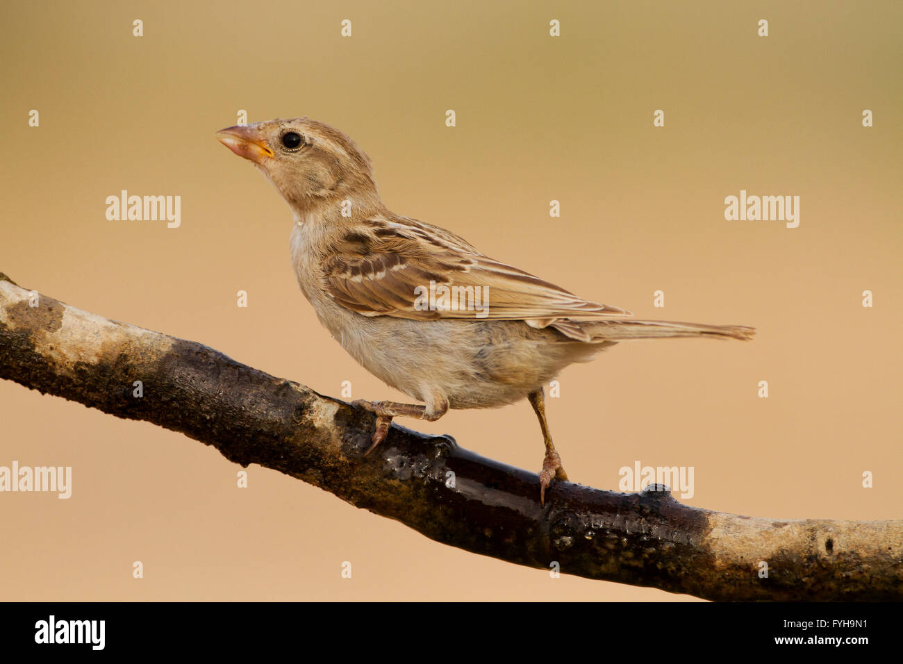 Passer Domesticus Biblicus High Resolution Stock Photography and Images ...