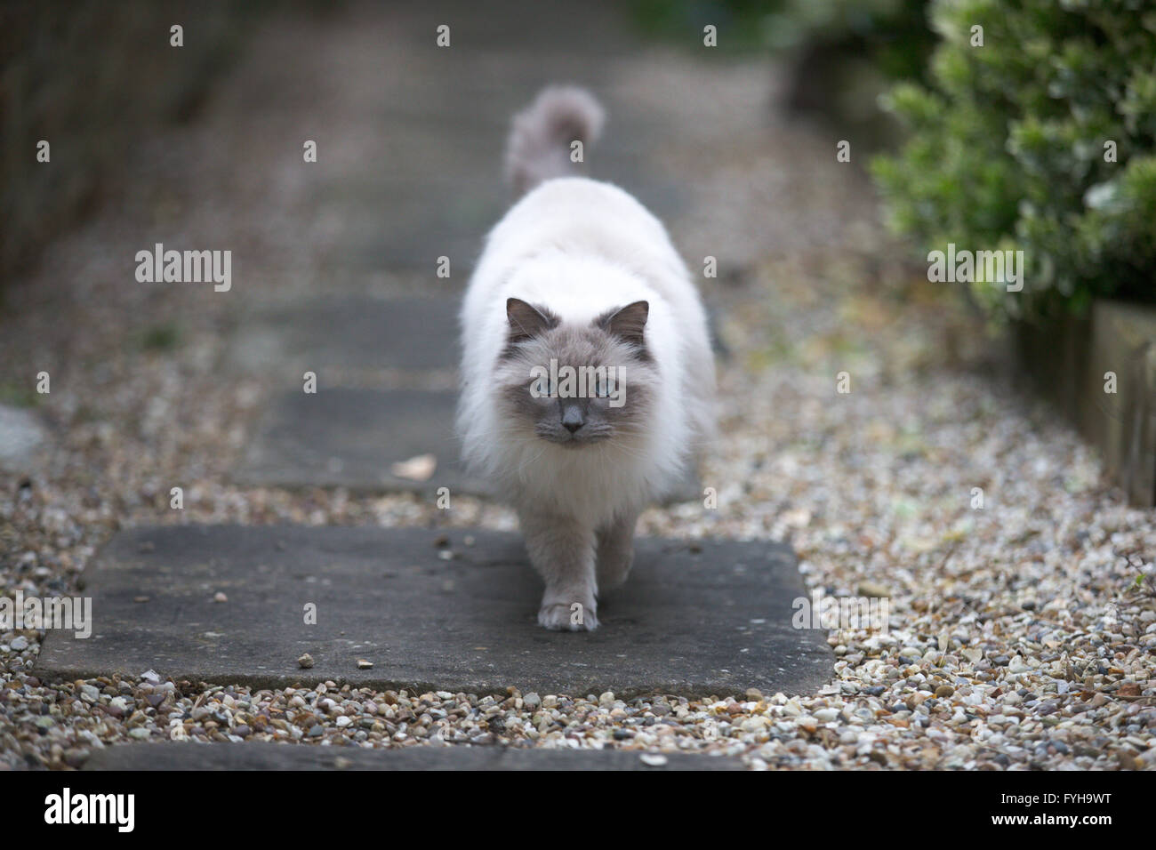 Ragdoll cat walking on a garden path Stock Photo - Alamy