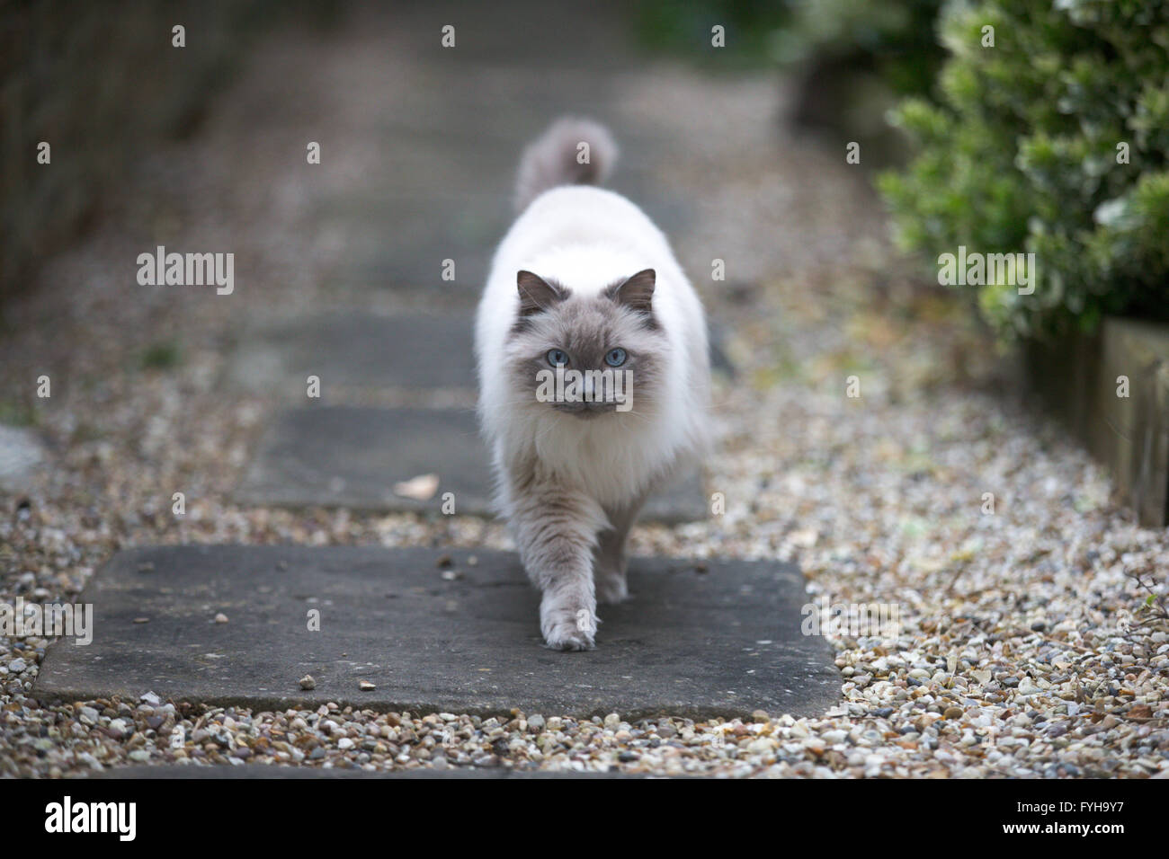 Ragdoll cat walking on a garden path Stock Photo - Alamy