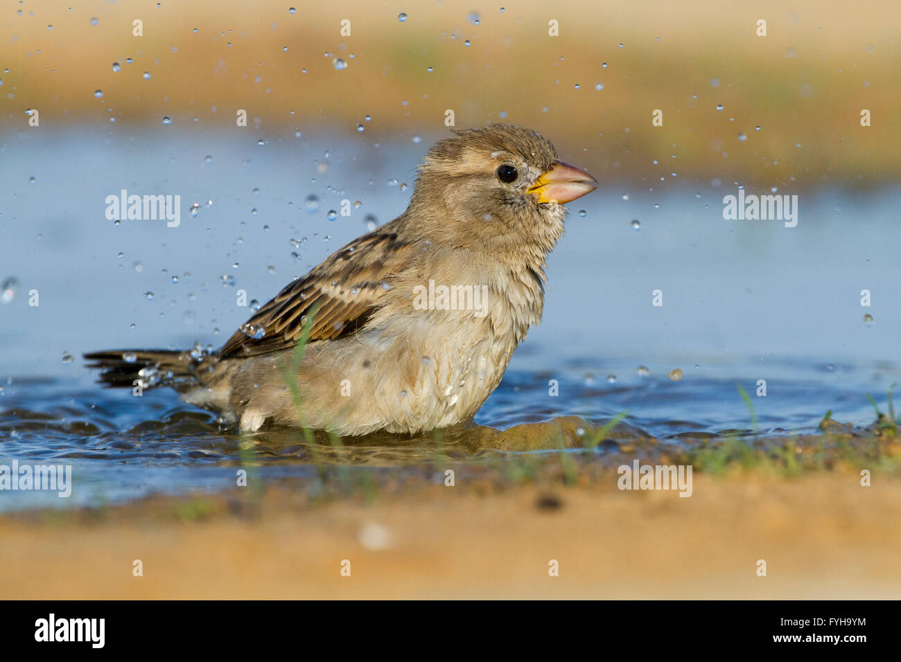 Passer Domesticus Biblicus High Resolution Stock Photography and Images ...