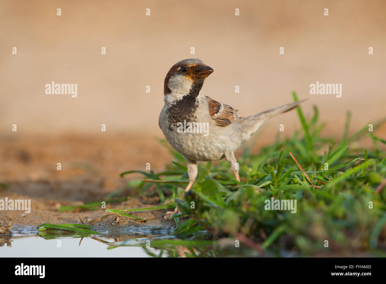 House Sparrow (Passer domesticus biblicus) near water, negev desert ...
