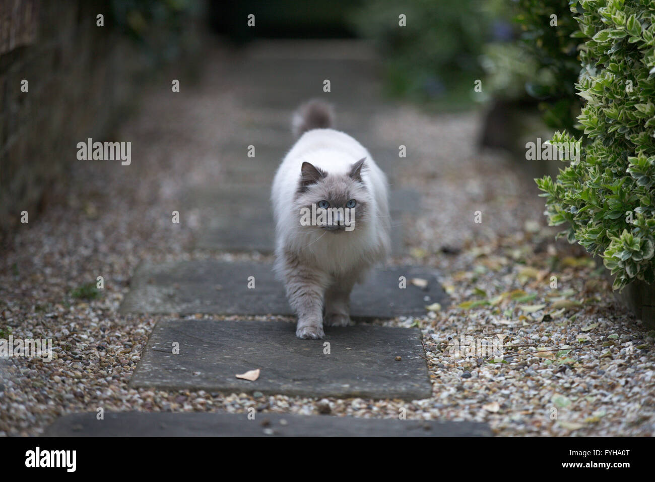 Ragdoll cat walking on a garden path Stock Photo - Alamy