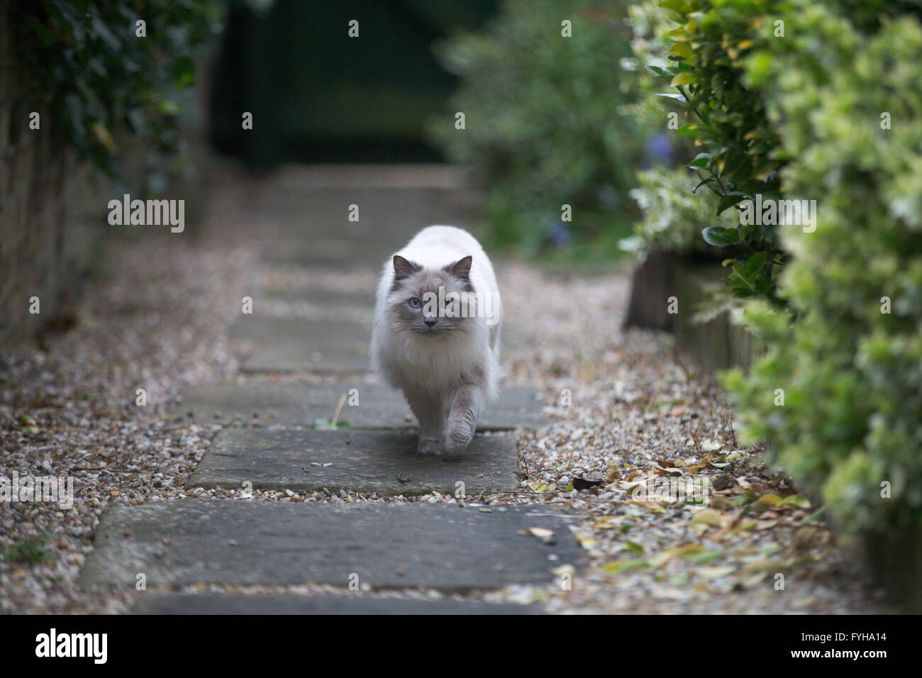 Ragdoll cat walking on a garden path Stock Photo - Alamy