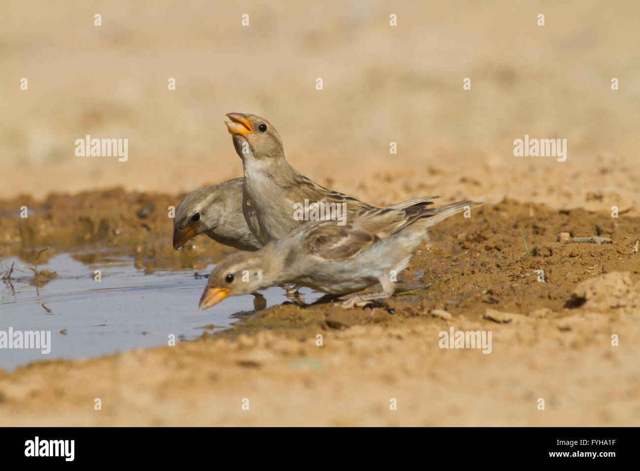 House Sparrow (Passer domesticus biblicus) juveniles near the water ...