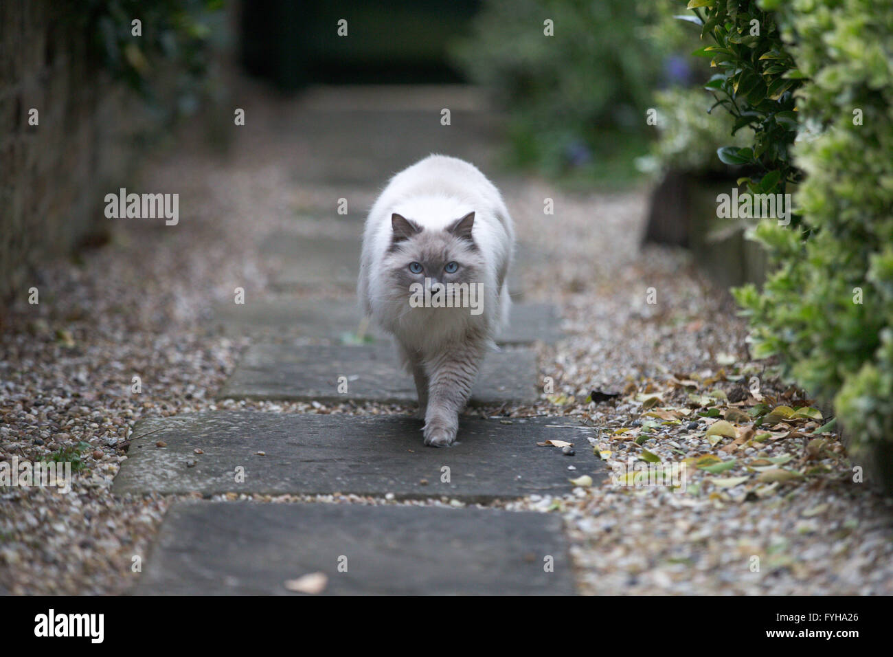 Ragdoll cat walking on a garden path Stock Photo - Alamy