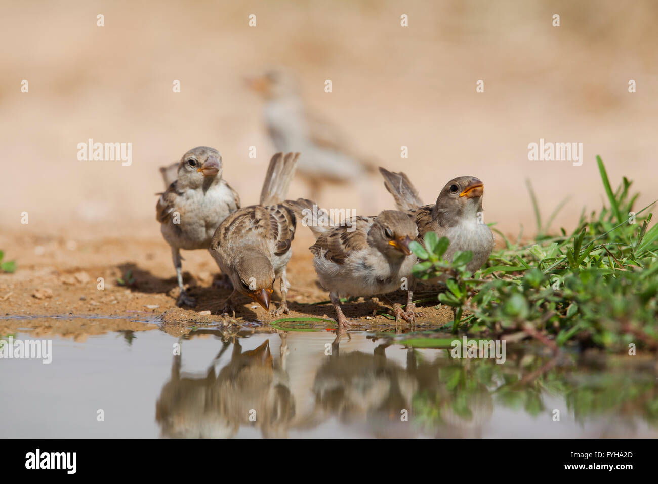 House Sparrow (Passer domesticus biblicus) juveniles near the water ...