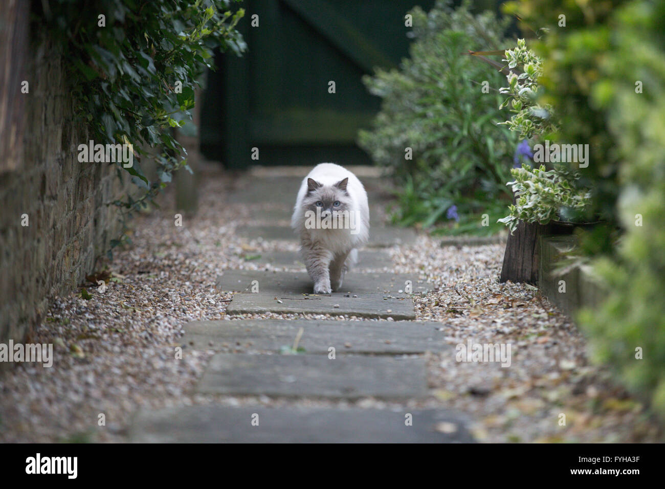 Ragdoll cat walking on a garden path Stock Photo - Alamy