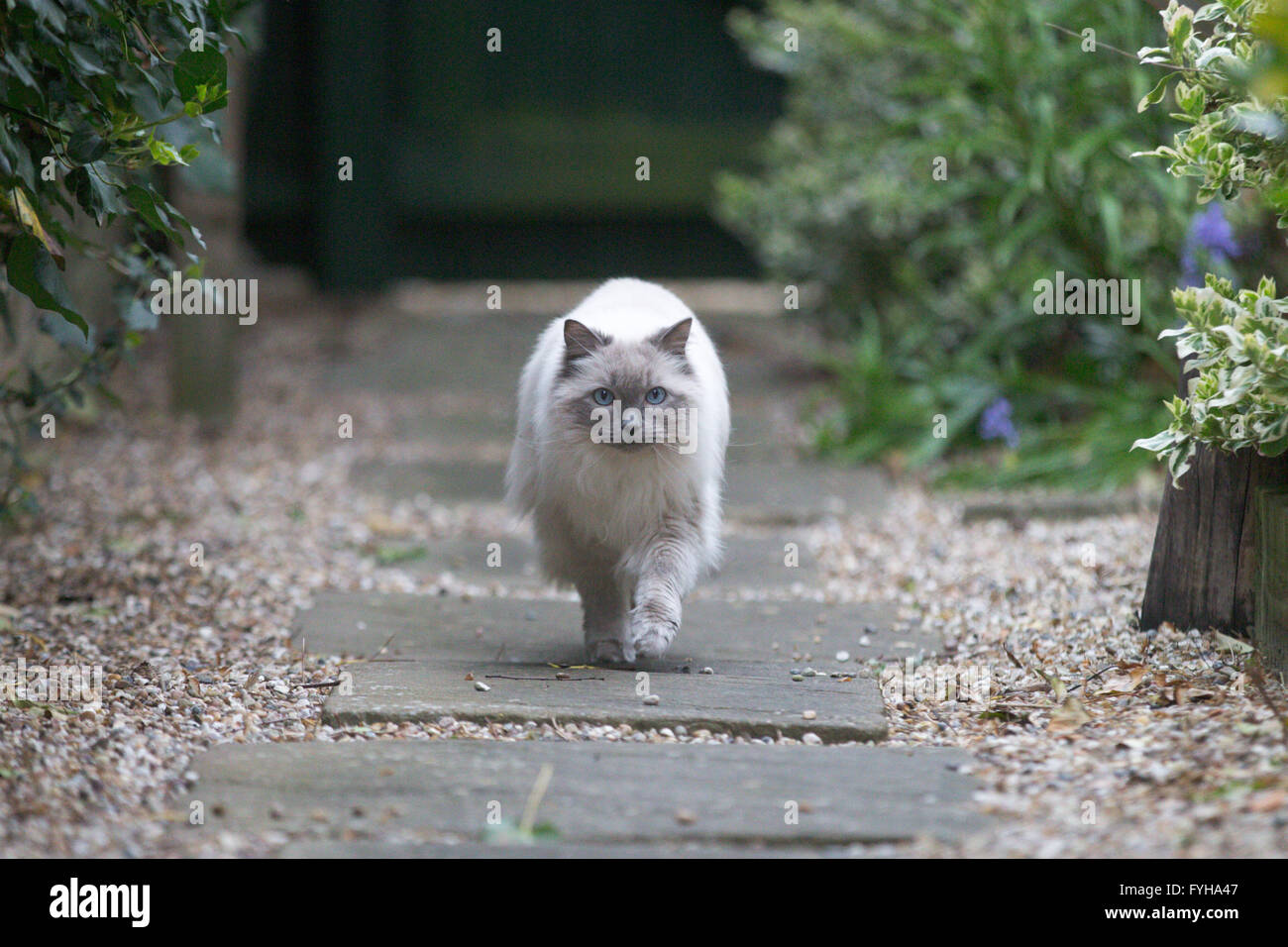 Ragdoll cat walking on a garden path Stock Photo - Alamy