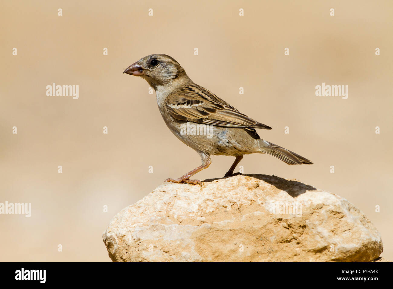 Passer Domesticus Biblicus High Resolution Stock Photography and Images ...