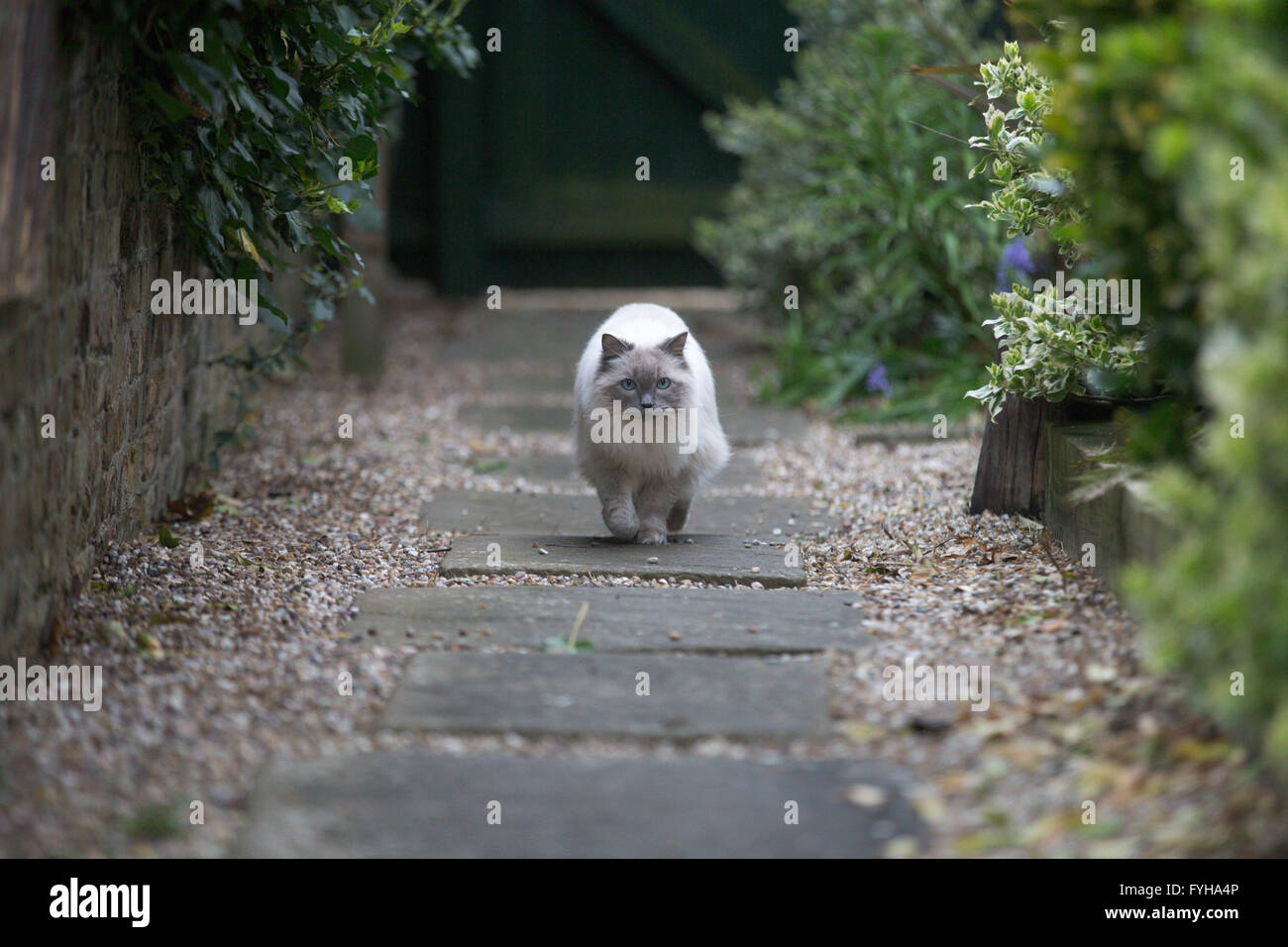Ragdoll cat walking on a garden path Stock Photo - Alamy