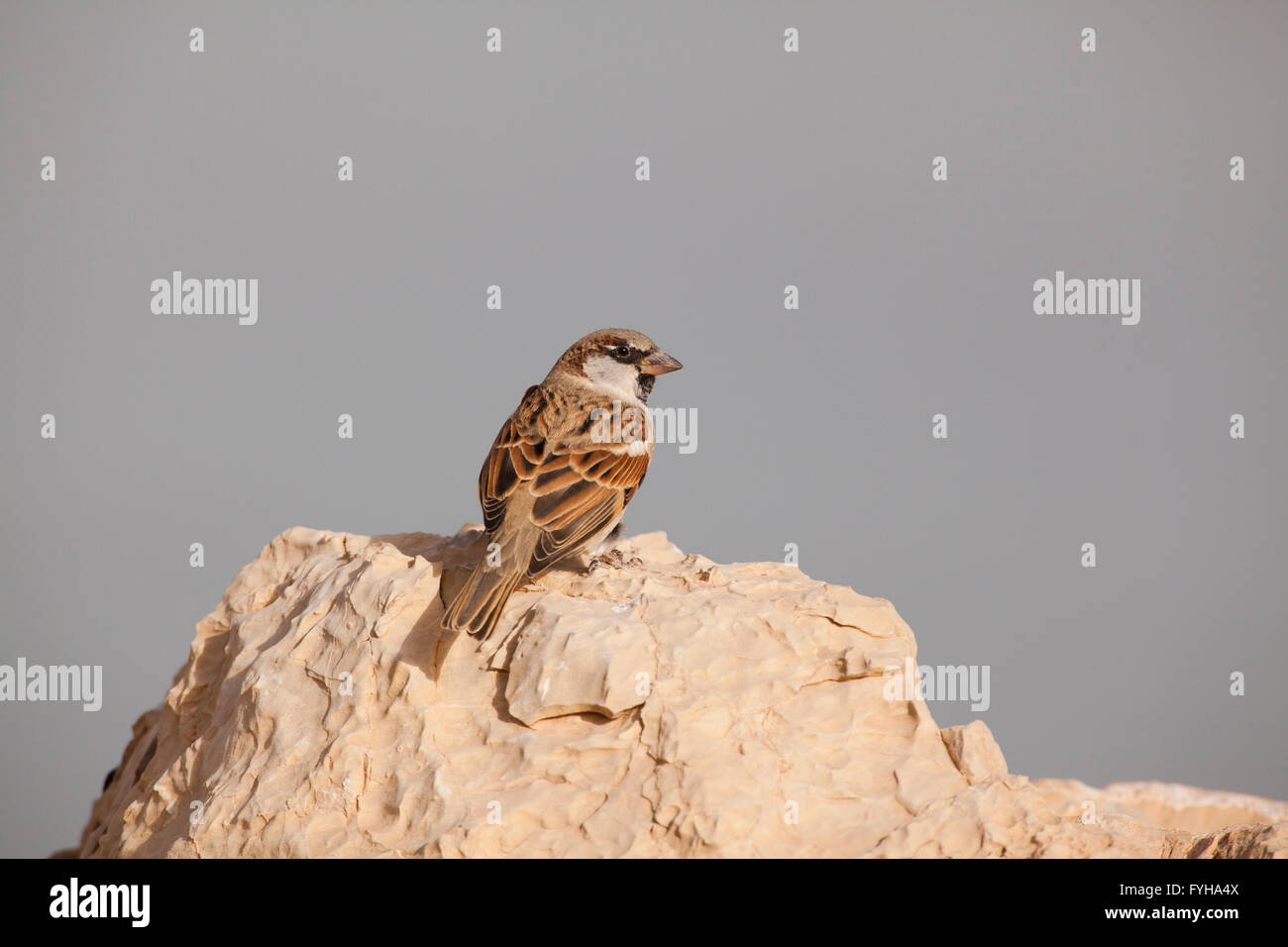 Passer Domesticus Biblicus High Resolution Stock Photography and Images ...