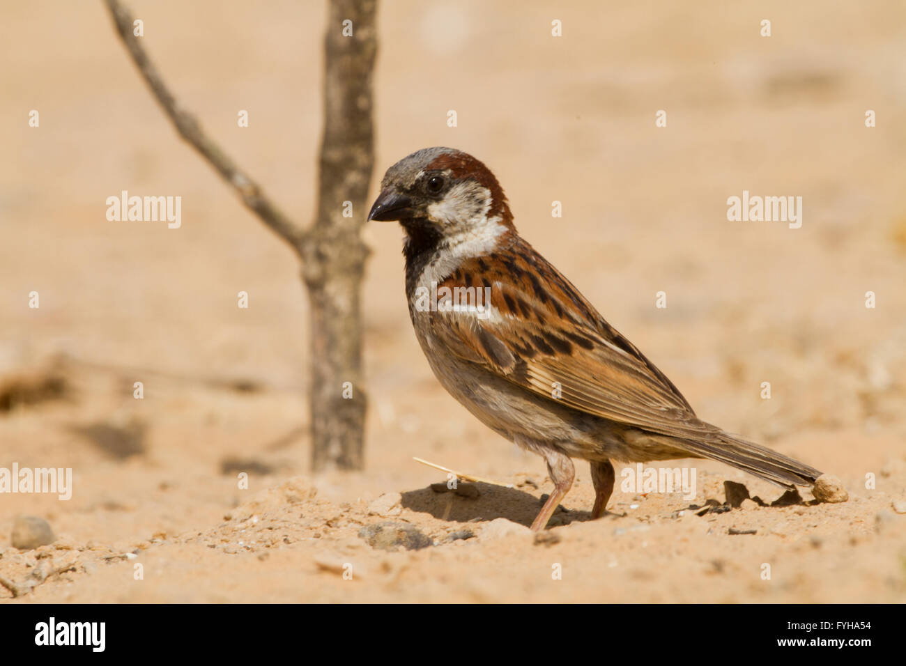 Passer Domesticus Biblicus High Resolution Stock Photography and Images ...