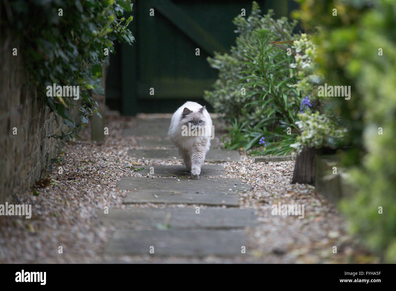 Ragdoll cat walking on a garden path Stock Photo - Alamy