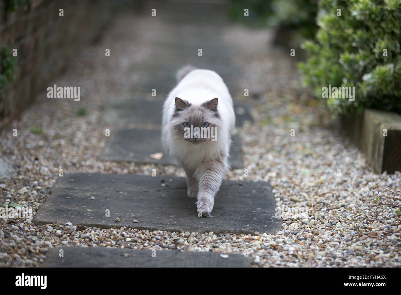 Ragdoll cat walking on a garden path Stock Photo - Alamy