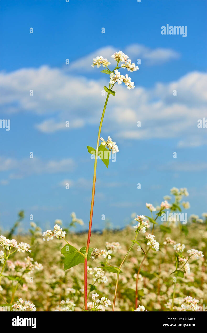 Inflorescence stalk hi-res stock photography and images - Alamy