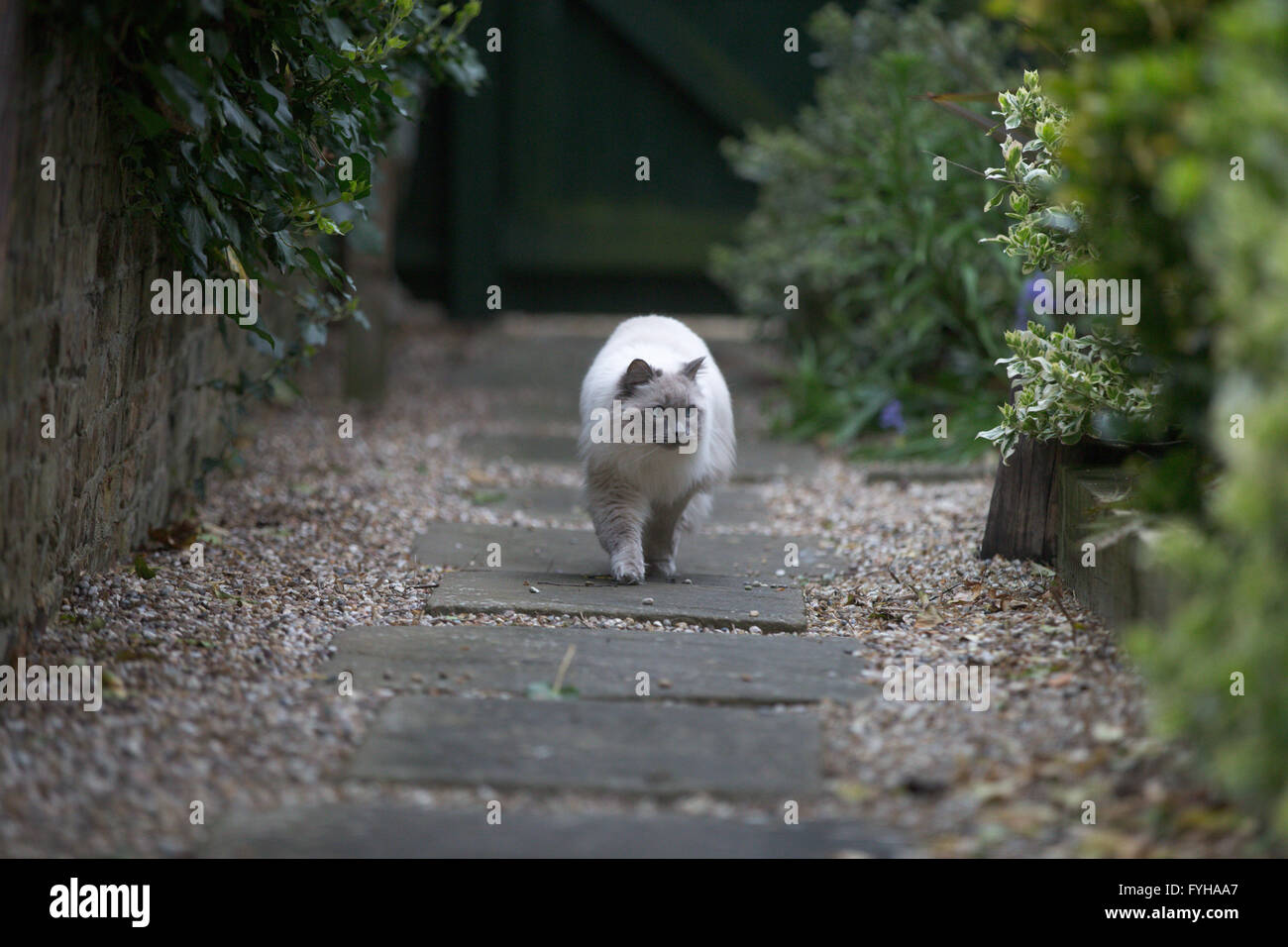 Ragdoll cat walking on a garden path Stock Photo - Alamy