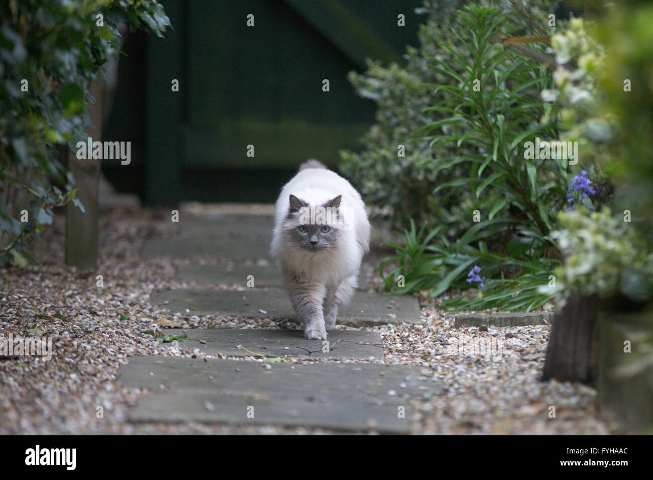 Ragdoll cat walking on a garden path Stock Photo - Alamy