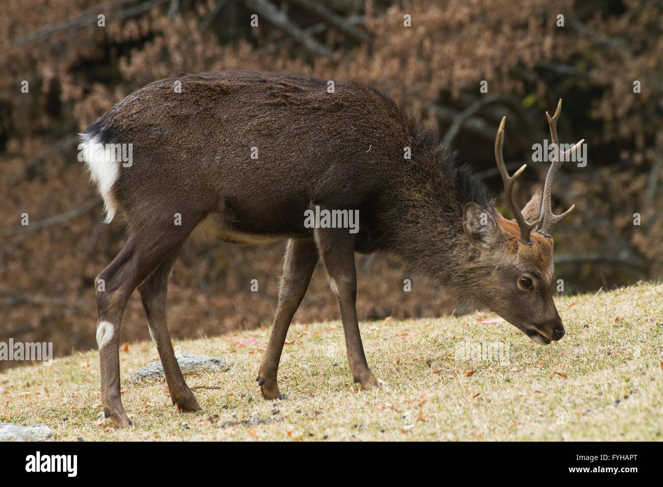 Sika deer (Cervus nippon), also known as the spotted deer or the ...