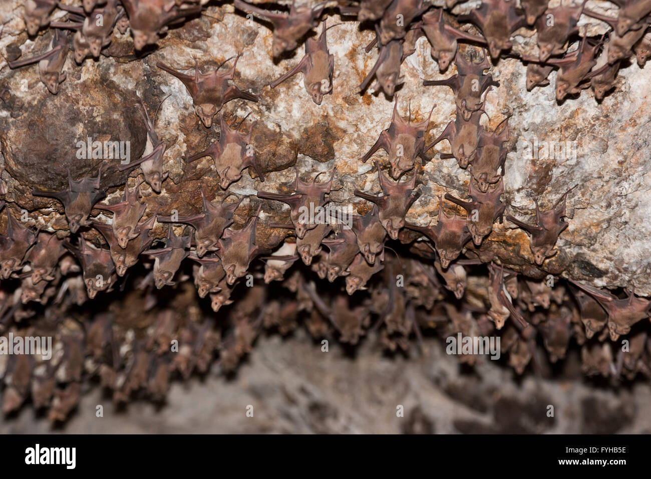 Larger Mouse-Tailed Bat (Rhinopoma microphyllum) on a cave wall ...