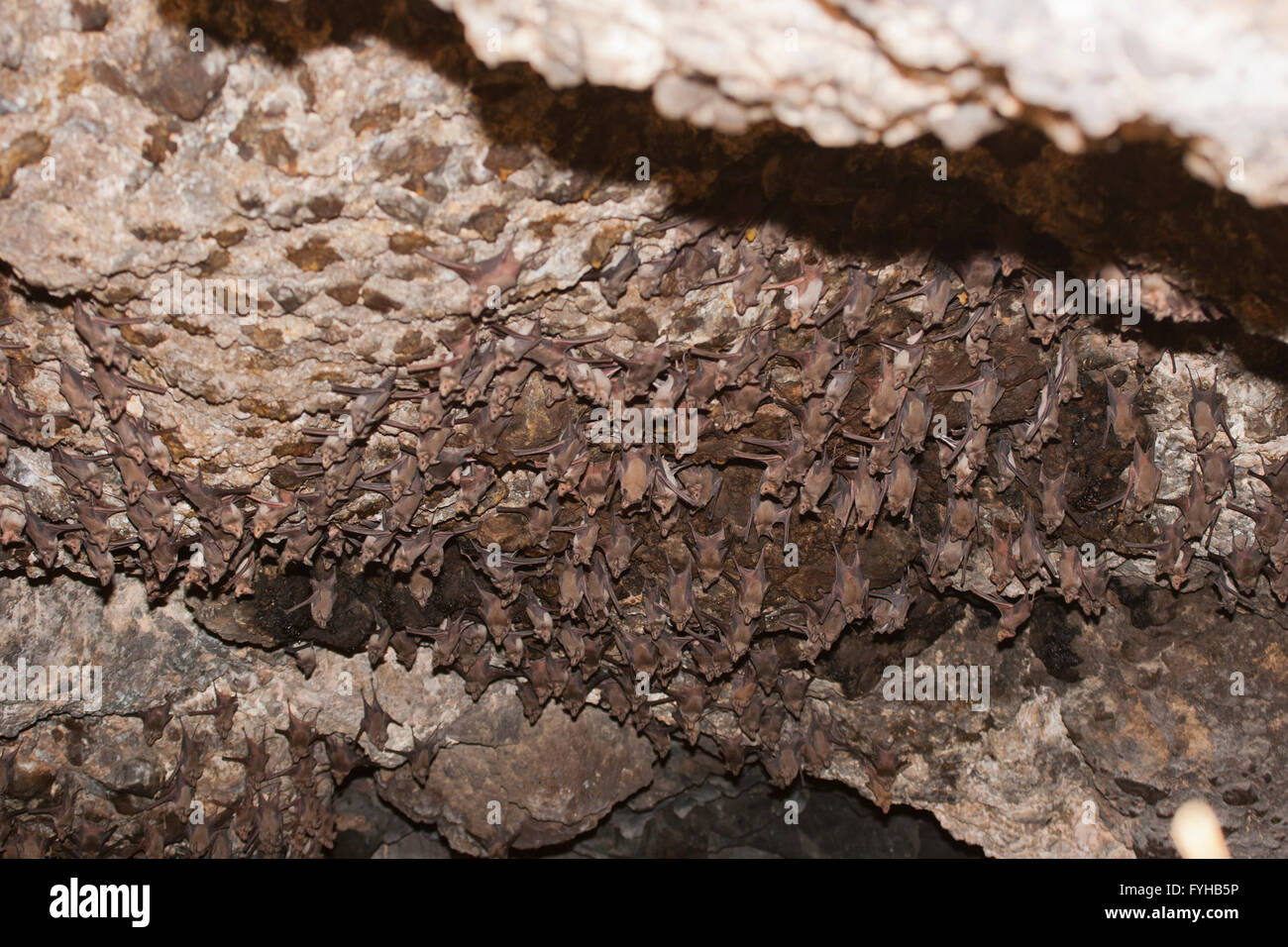 Larger Mouse-Tailed Bat (Rhinopoma microphyllum) on a cave wall ...