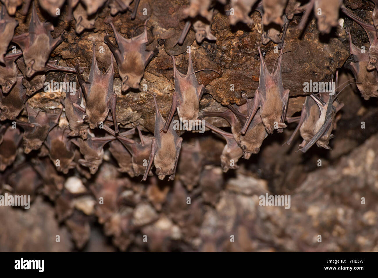Larger Mouse-Tailed Bat (Rhinopoma microphyllum) on a cave wall ...