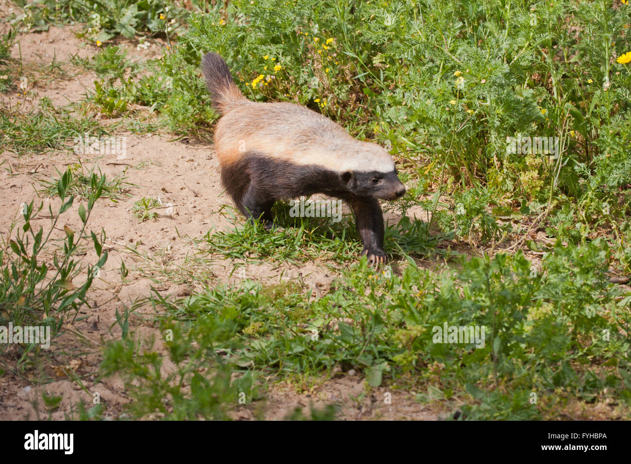 Honey badger (Mellivora capensis), The honey badger, also known as the ...
