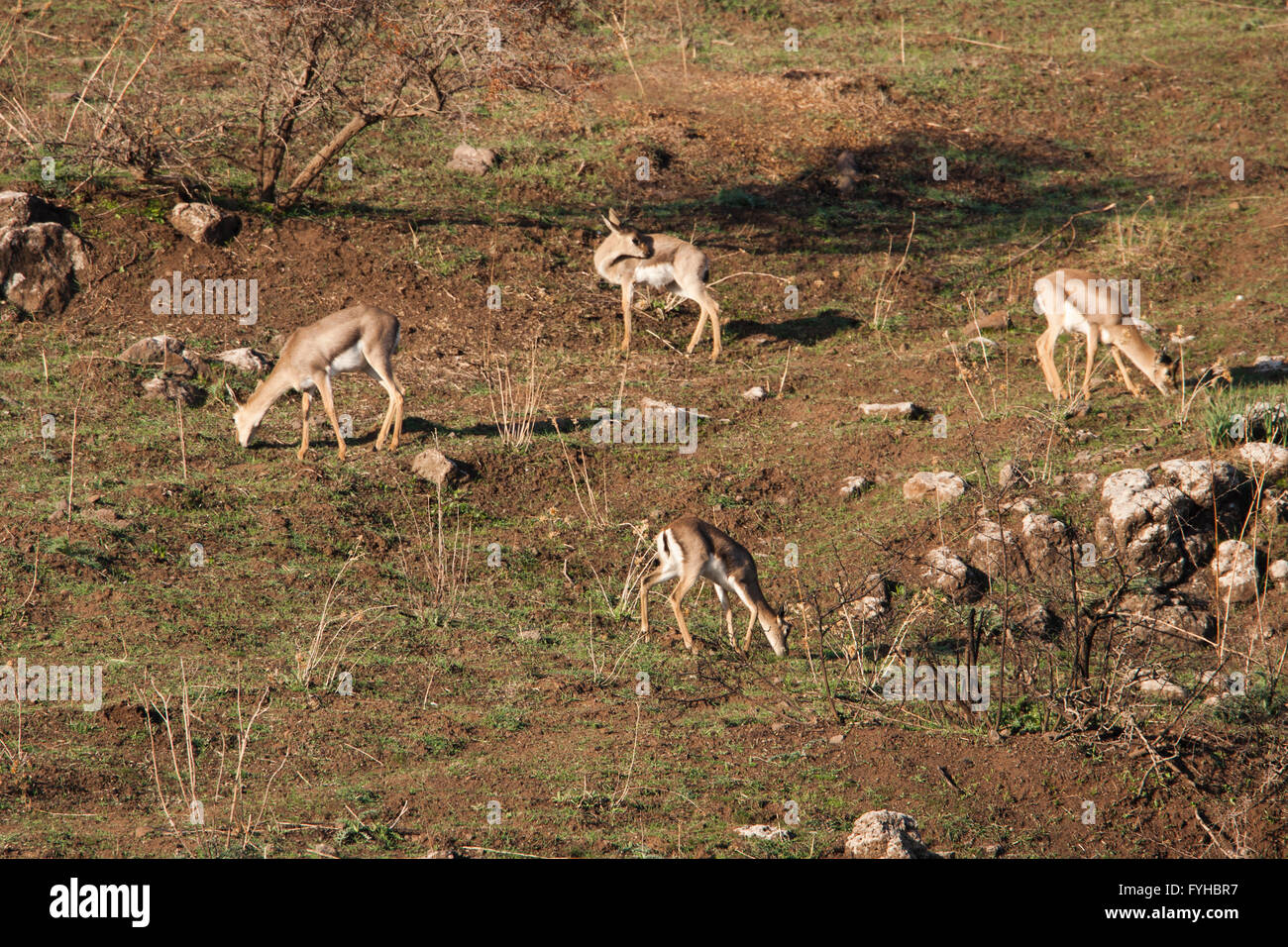 Mountain Gazelle (Gazelle gazelle). Photographed in the Lower Galilee ...