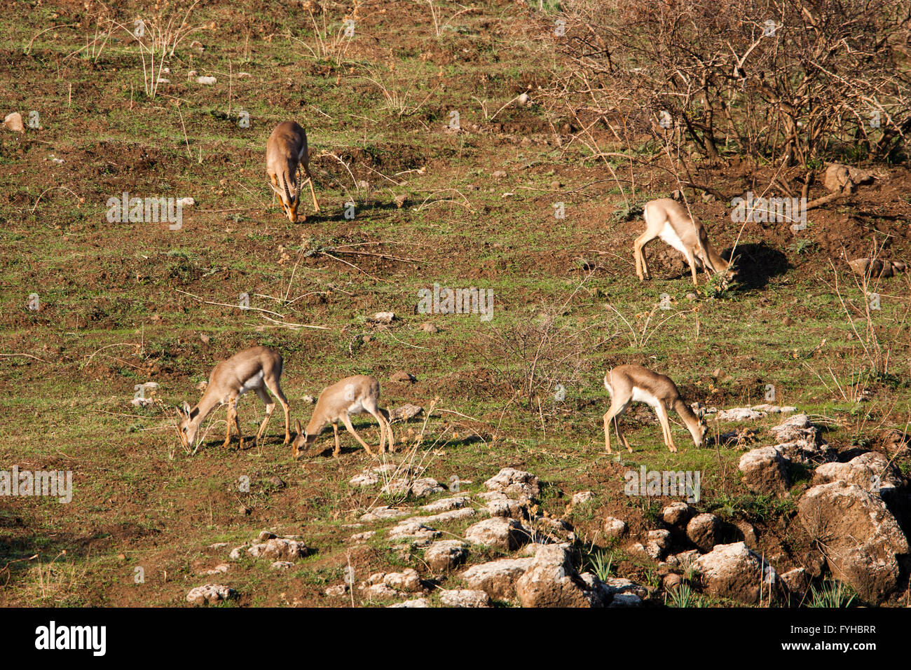 Mountain Gazelle (Gazelle gazelle). Photographed in the Lower Galilee ...