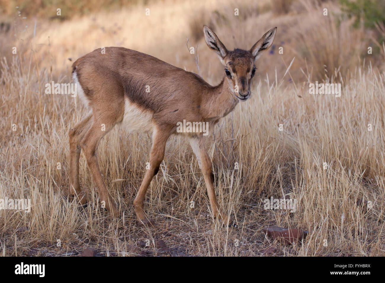 Mountain Gazelle (Gazelle gazelle). Photographed in the Lower Galilee ...