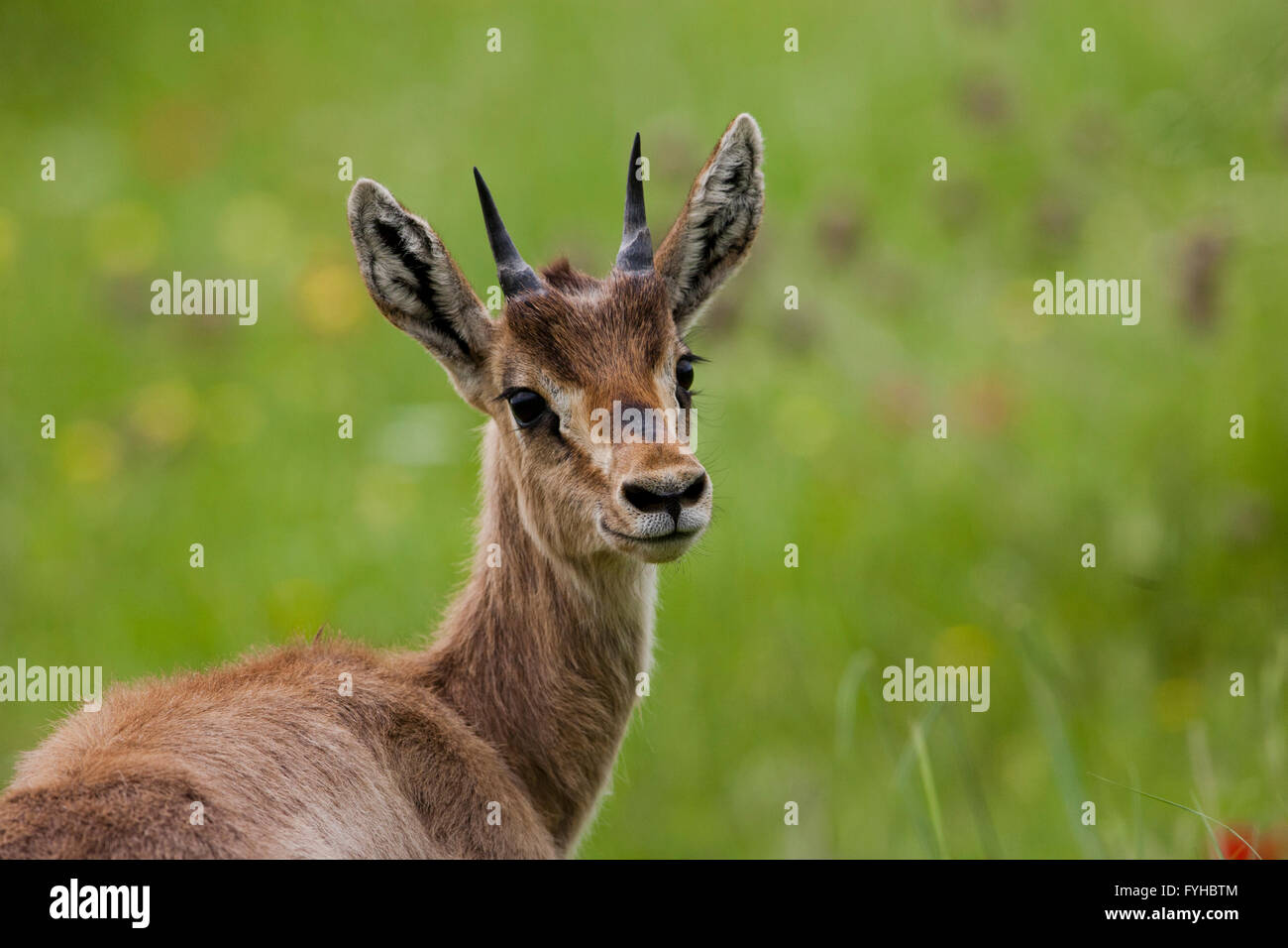 Mountain Gazelle (Gazelle gazelle). Photographed in the Lower Galilee ...