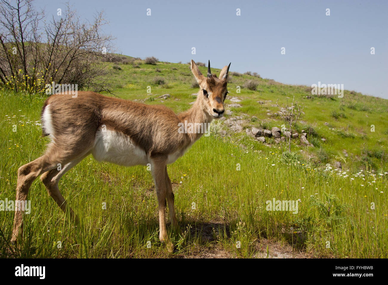 Mountain Gazelle (Gazelle gazelle). Photographed in the Lower Galilee ...