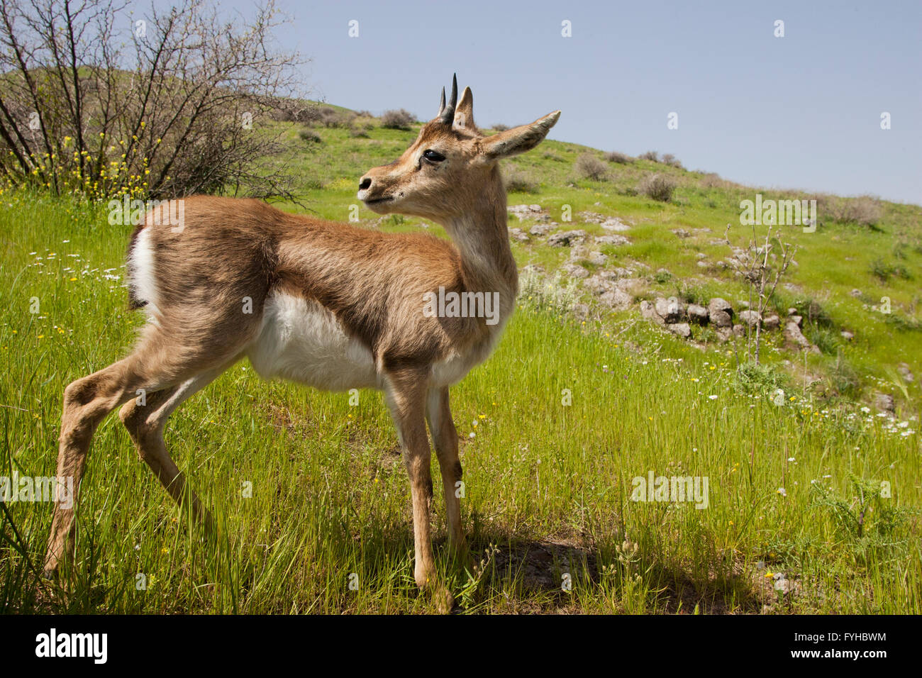 Mountain Gazelle (Gazelle gazelle). Photographed in the Lower Galilee ...