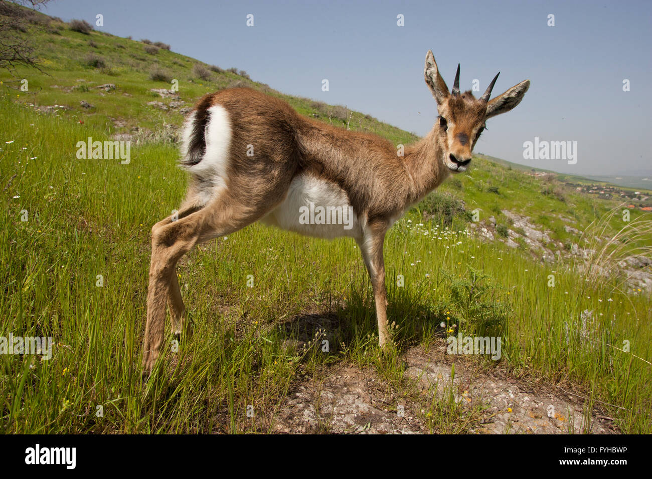 Mountain Gazelle (Gazelle gazelle). Photographed in the Lower Galilee ...