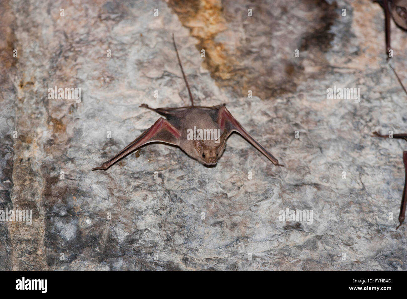 Lesser Mouse-Tailed Bat (Rhinopoma hardwickii) on a cave wall ...