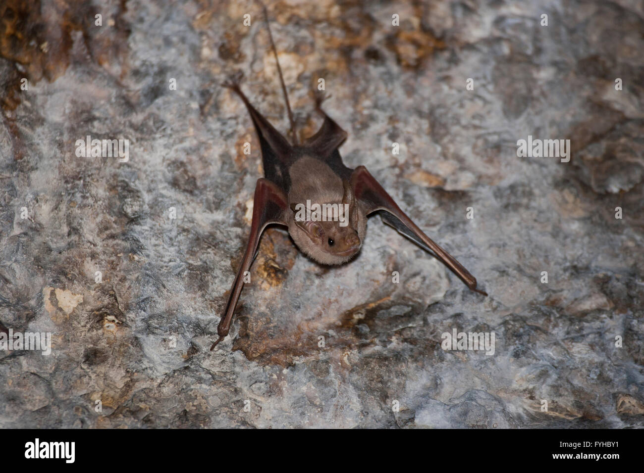 Lesser Mouse-Tailed Bat (Rhinopoma hardwickii) on a cave wall ...