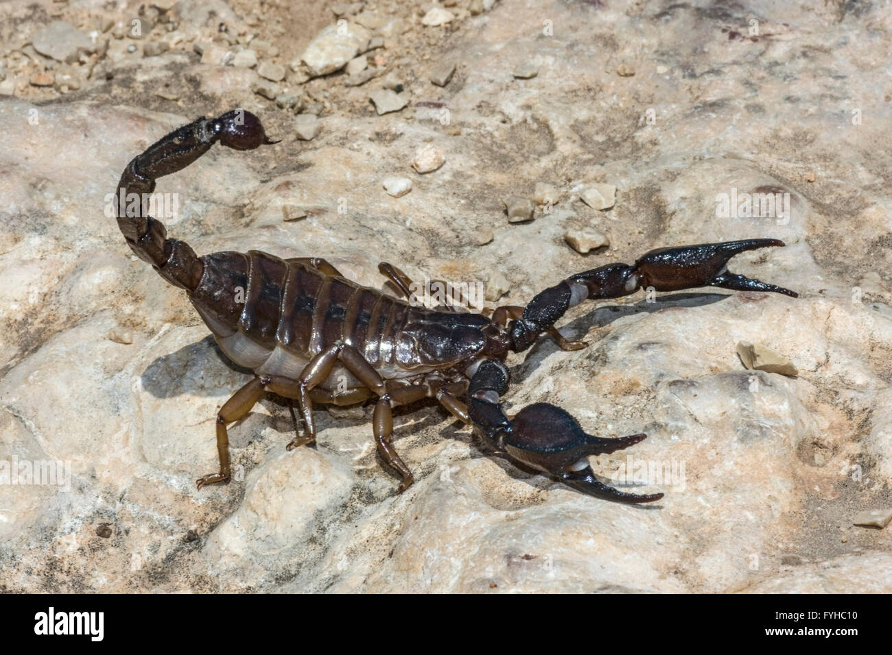 Black scorpion hi-res stock photography and images - Alamy