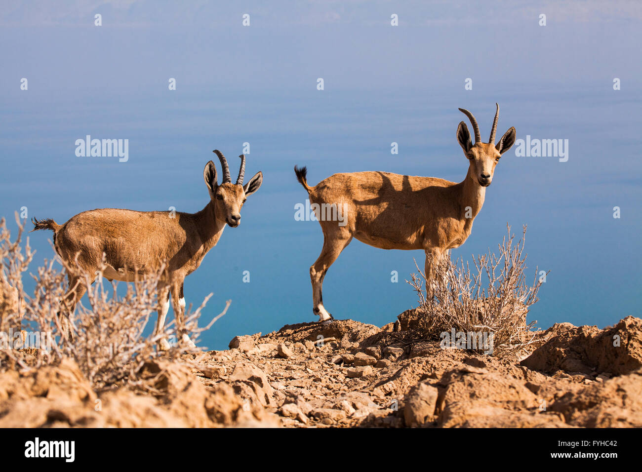 Two young Male Nubian Ibex (Capra ibex nubiana), Negev Desert, Israel ...