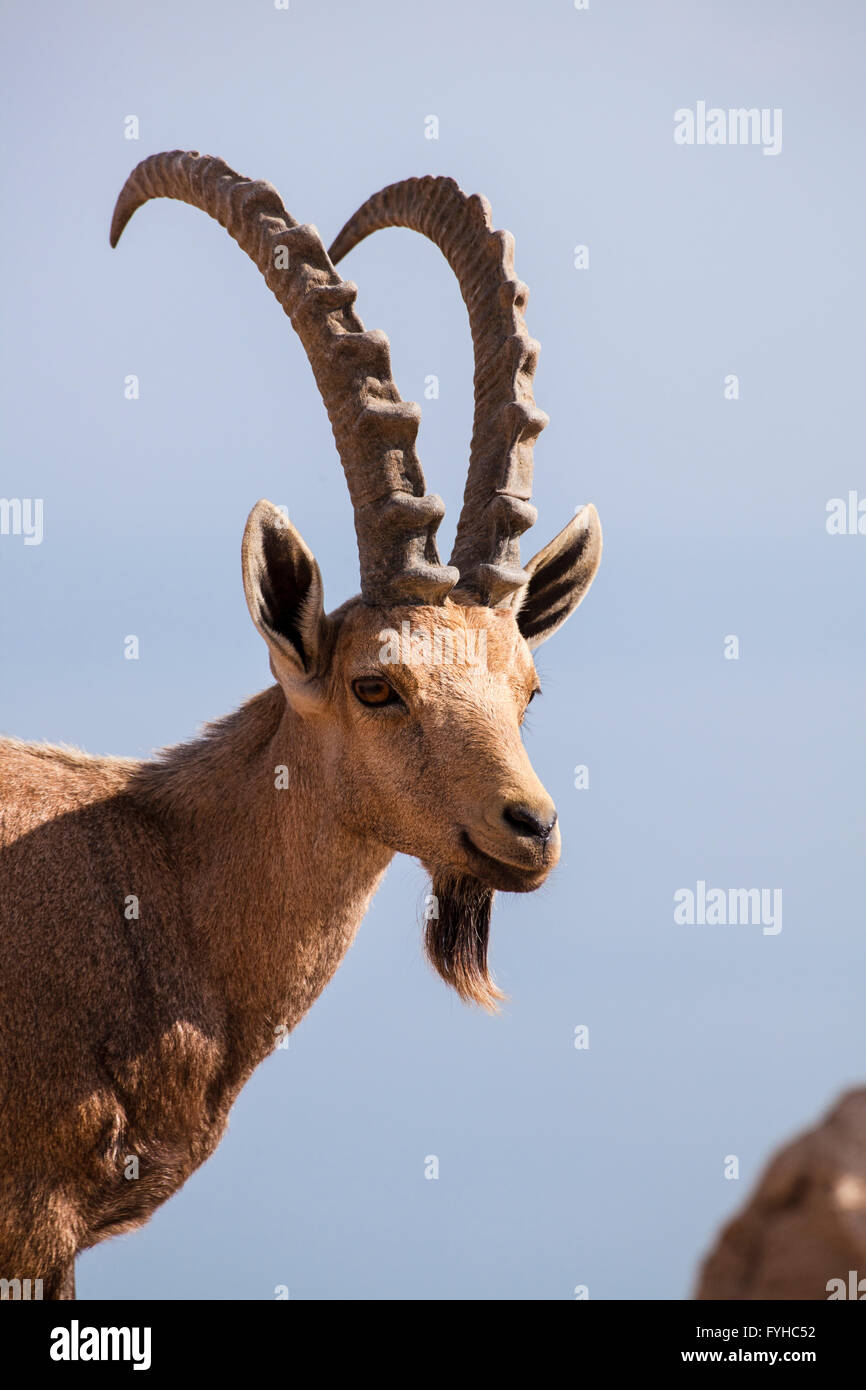 large Male Nubian Ibex (Capra ibex nubiana), Negev Desert, Israel Stock ...