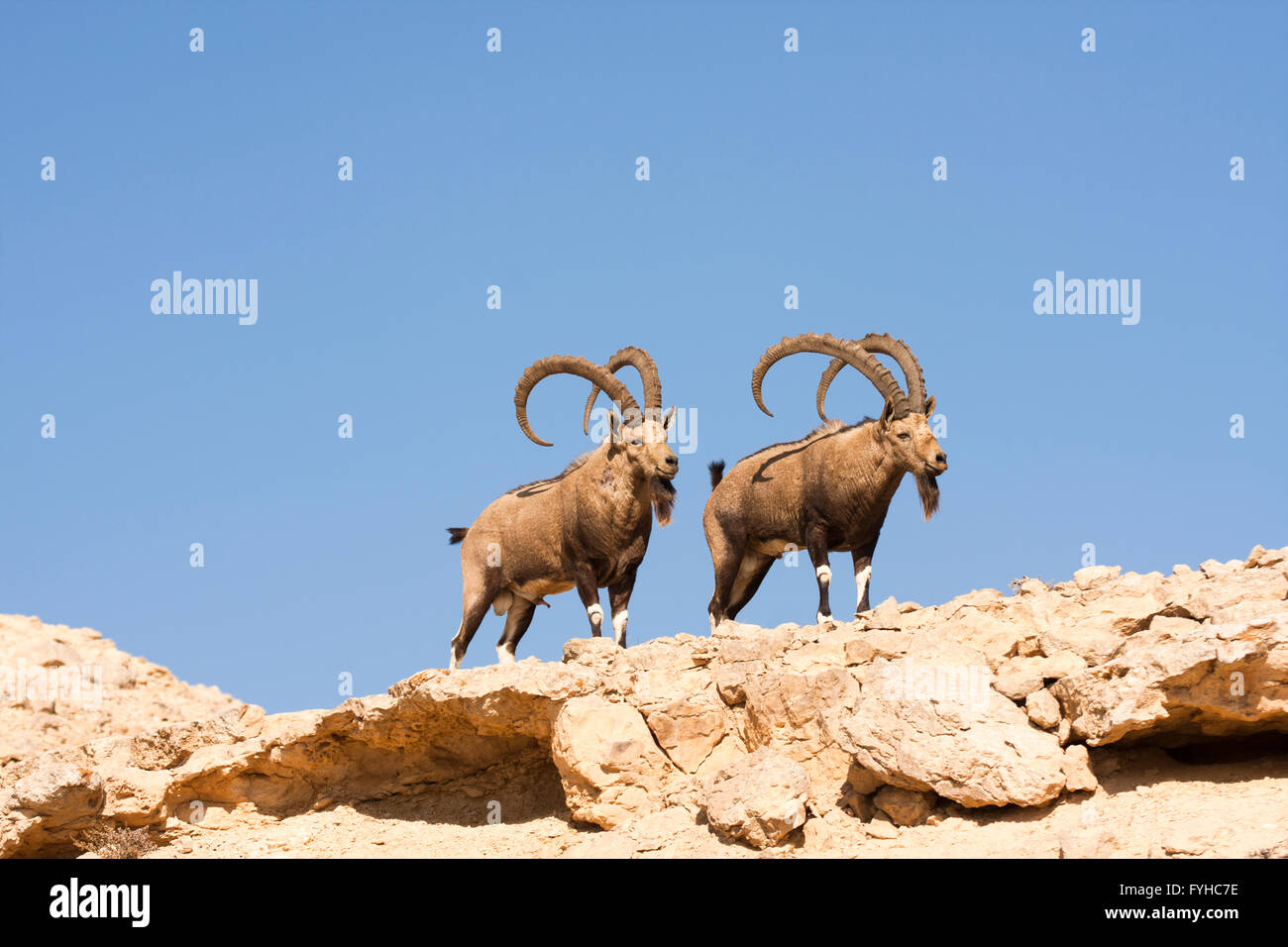 two large Male Nubian Ibex (Capra ibex nubiana), Negev Desert, Israel ...