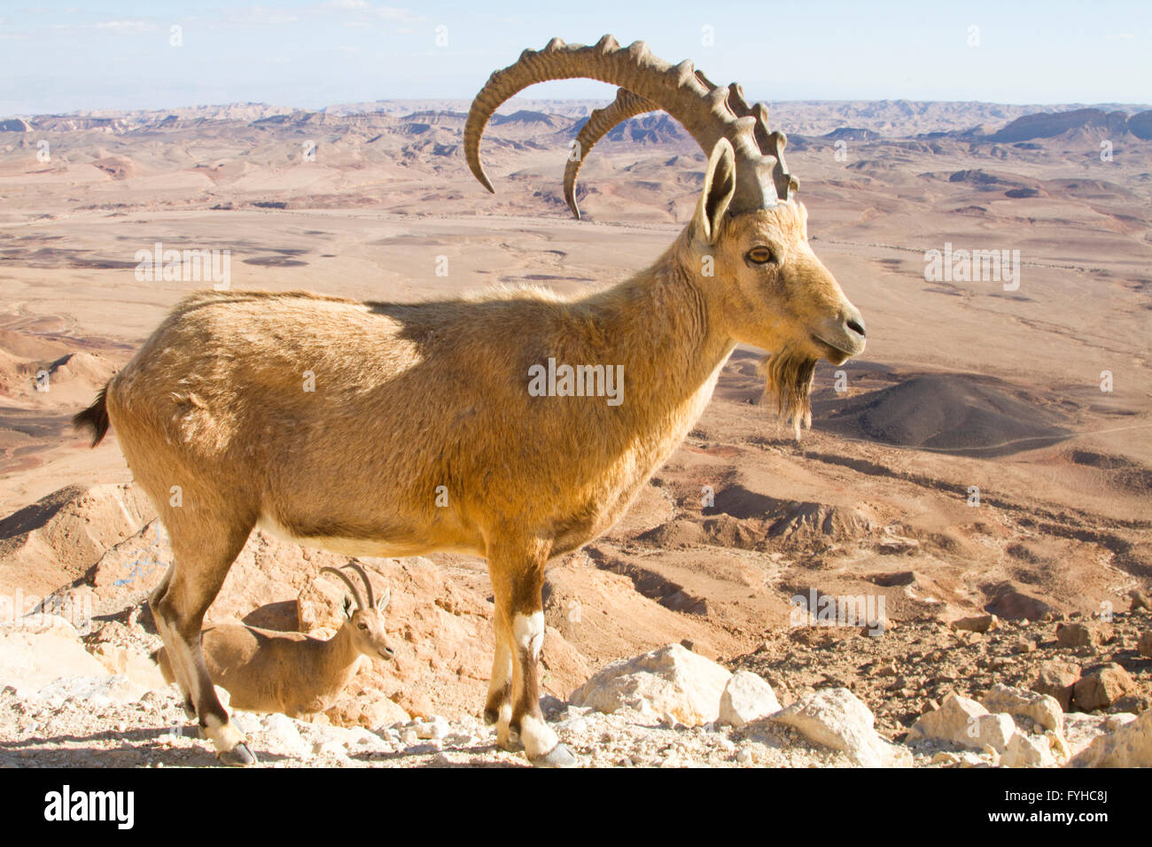 Ibexes hi-res stock photography and images - Alamy